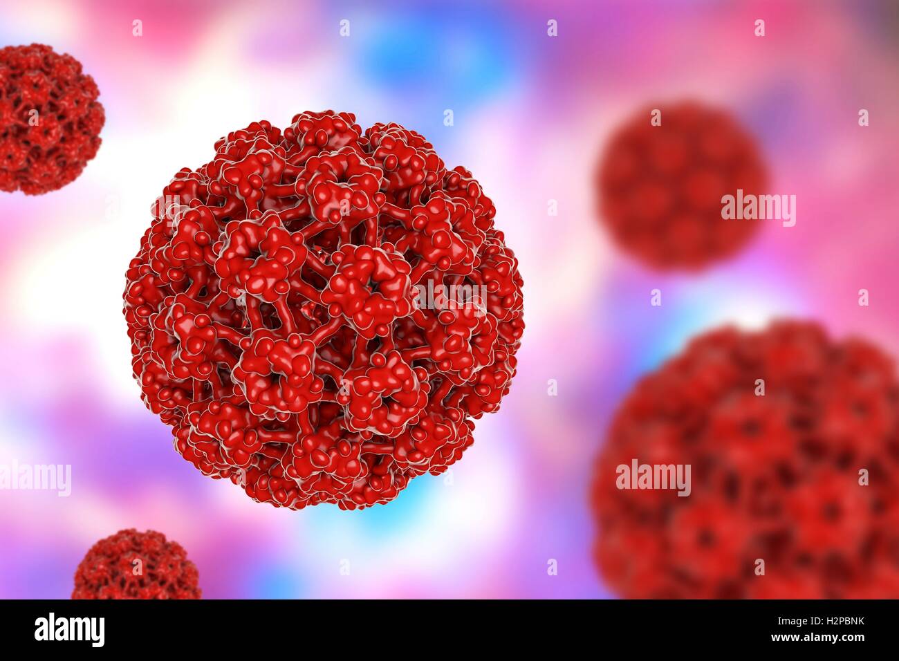 Humanes Papillomavirus (HPV), Computer-Abbildung. HPV verursacht Warzen ...