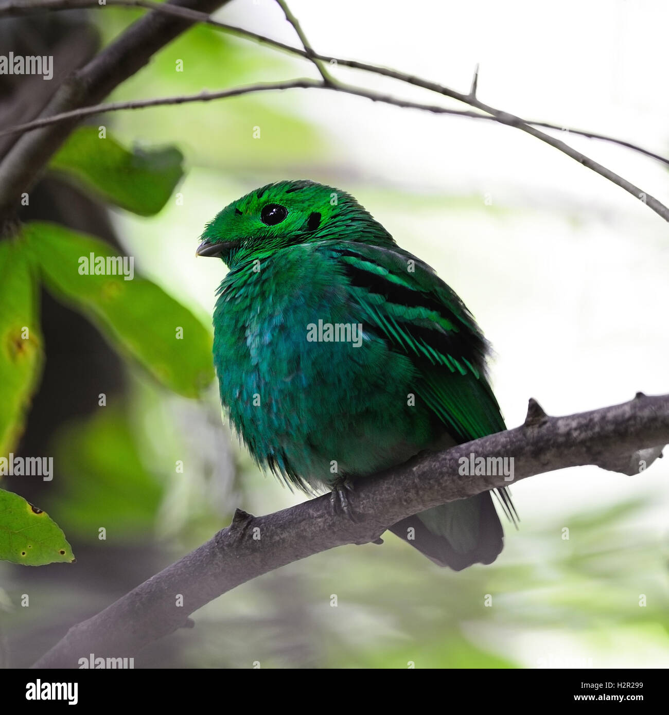 Der broadbill -Fotos und -Bildmaterial in hoher Auflösung – Alamy