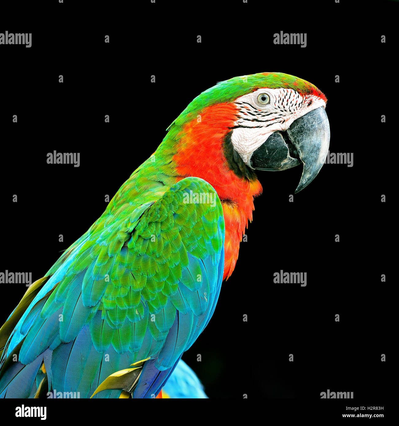 Voliere ara -Fotos und -Bildmaterial in hoher Auflösung – Alamy