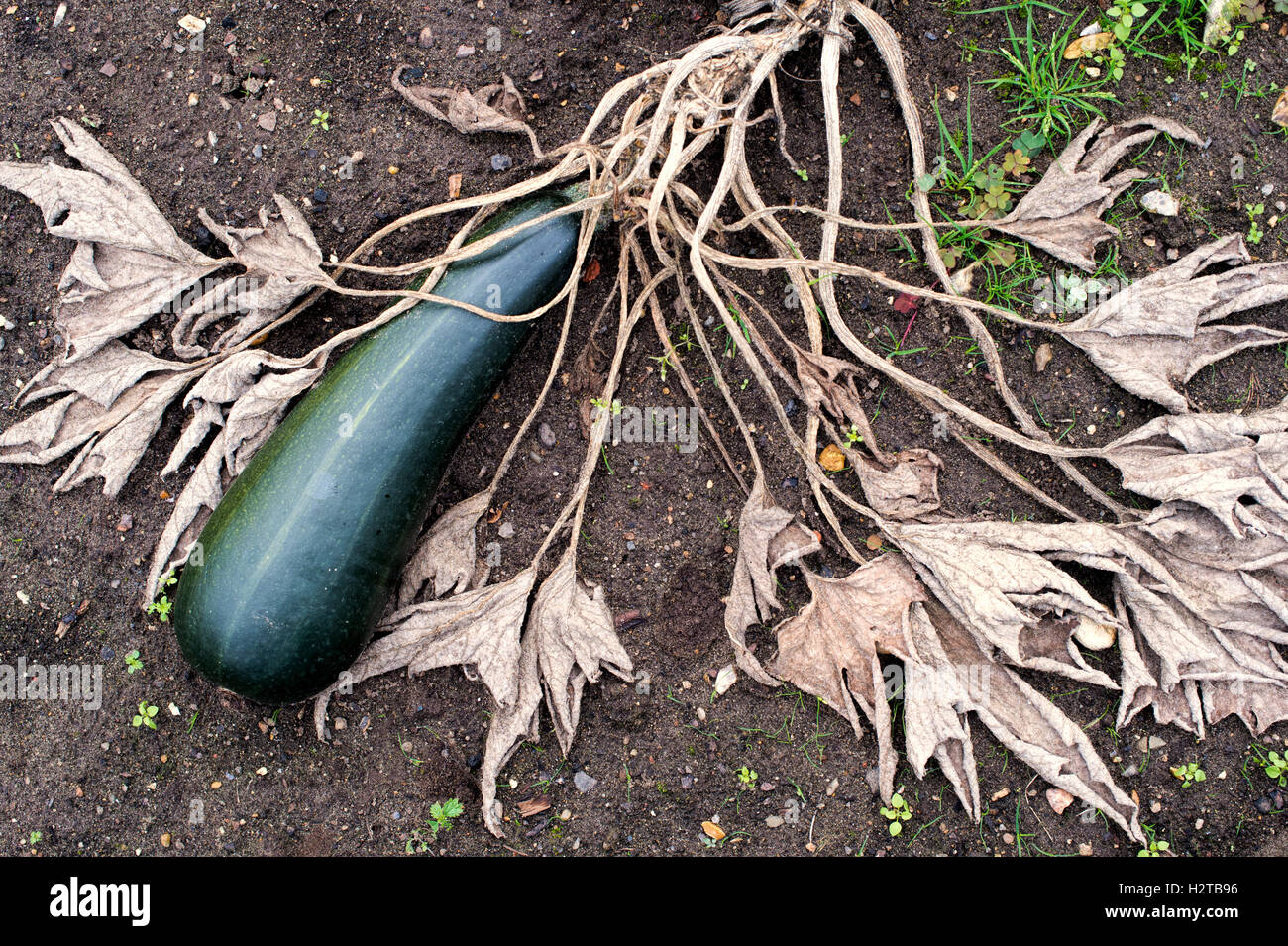Zucchini courgette plant fruit leaves -Fotos und -Bildmaterial in hoher ...