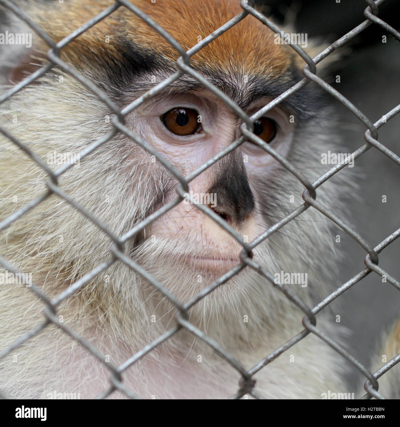 Porträt der traurigen Affen im Käfig im zoo Stockfotografie - Alamy
