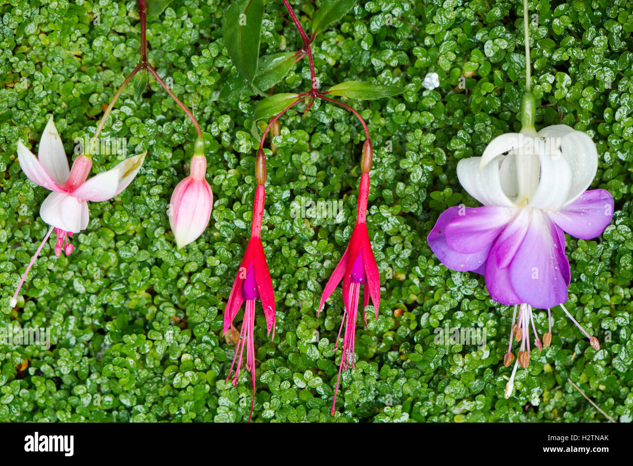 Fuchsia varieties -Fotos und -Bildmaterial in hoher Auflösung – Alamy