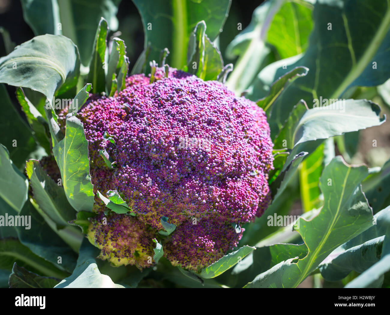 Violetter blumenkohl -Fotos und -Bildmaterial in hoher Auflösung – Alamy