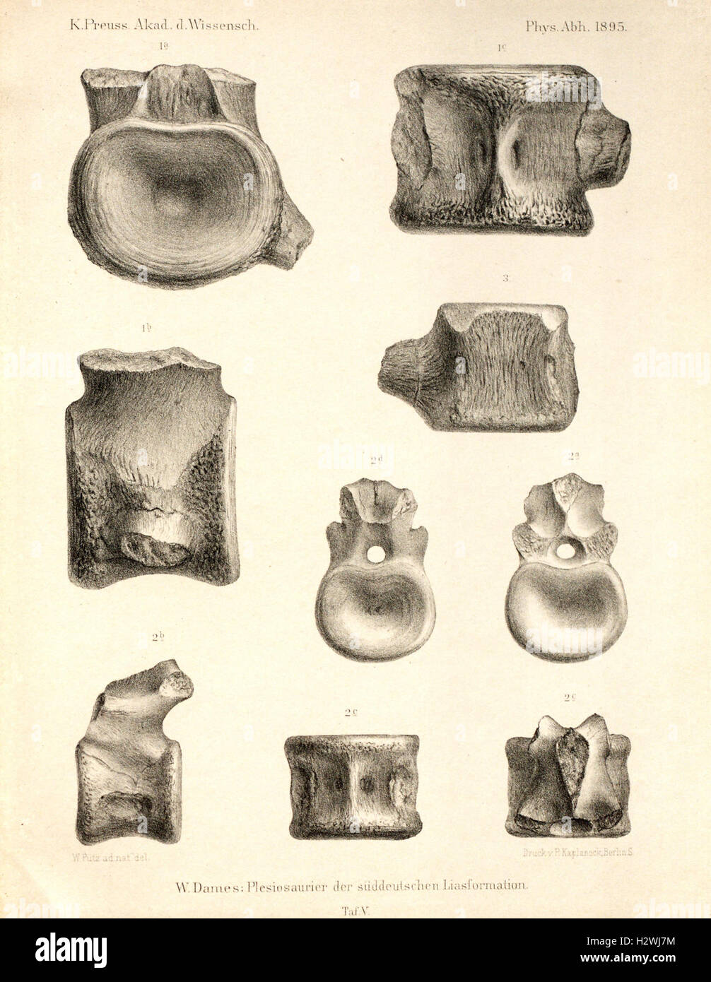 Dieser Text konzentriert sich auf die Plesiosaurier der süddeutschen ...