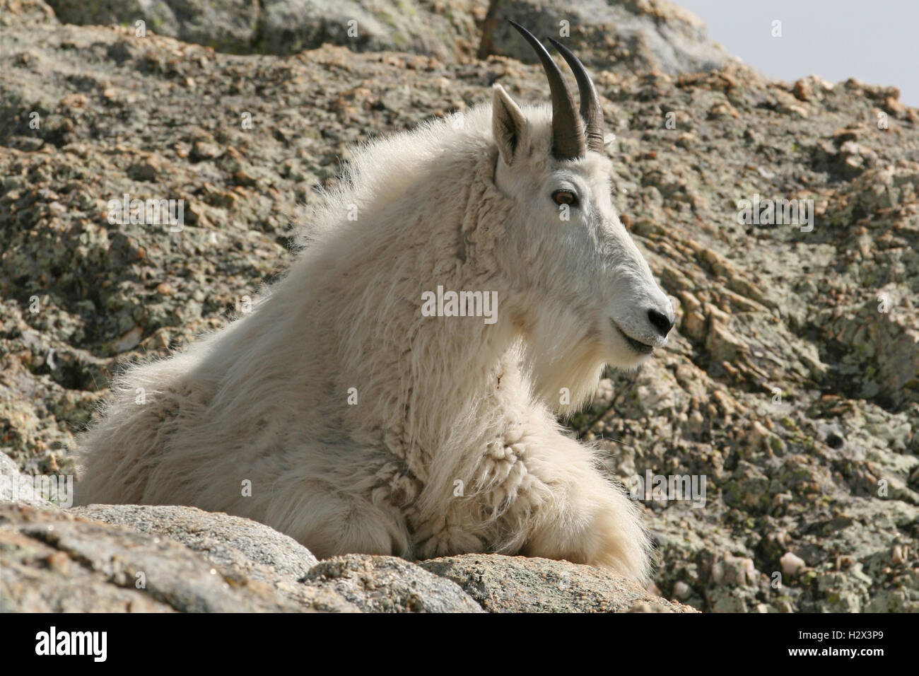 Bergziege auf Harney Peak in Black Elk Wildnis im Custer State Park in ...