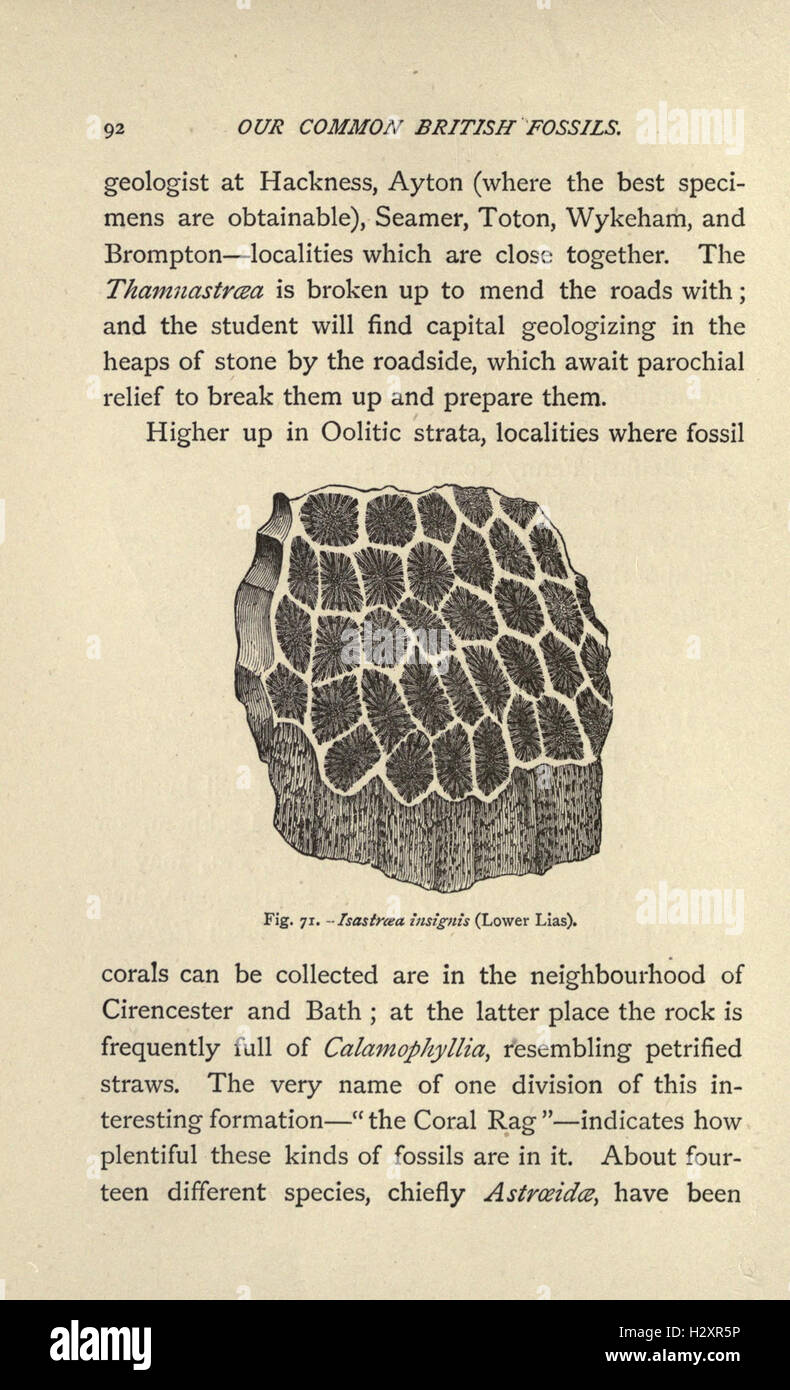 Seite 92 von „Our Common British Fossils“ bietet einen Leitfaden zur ... Seite 92 von „Our Common British Fossils“ bietet einen Leitfaden zur ...