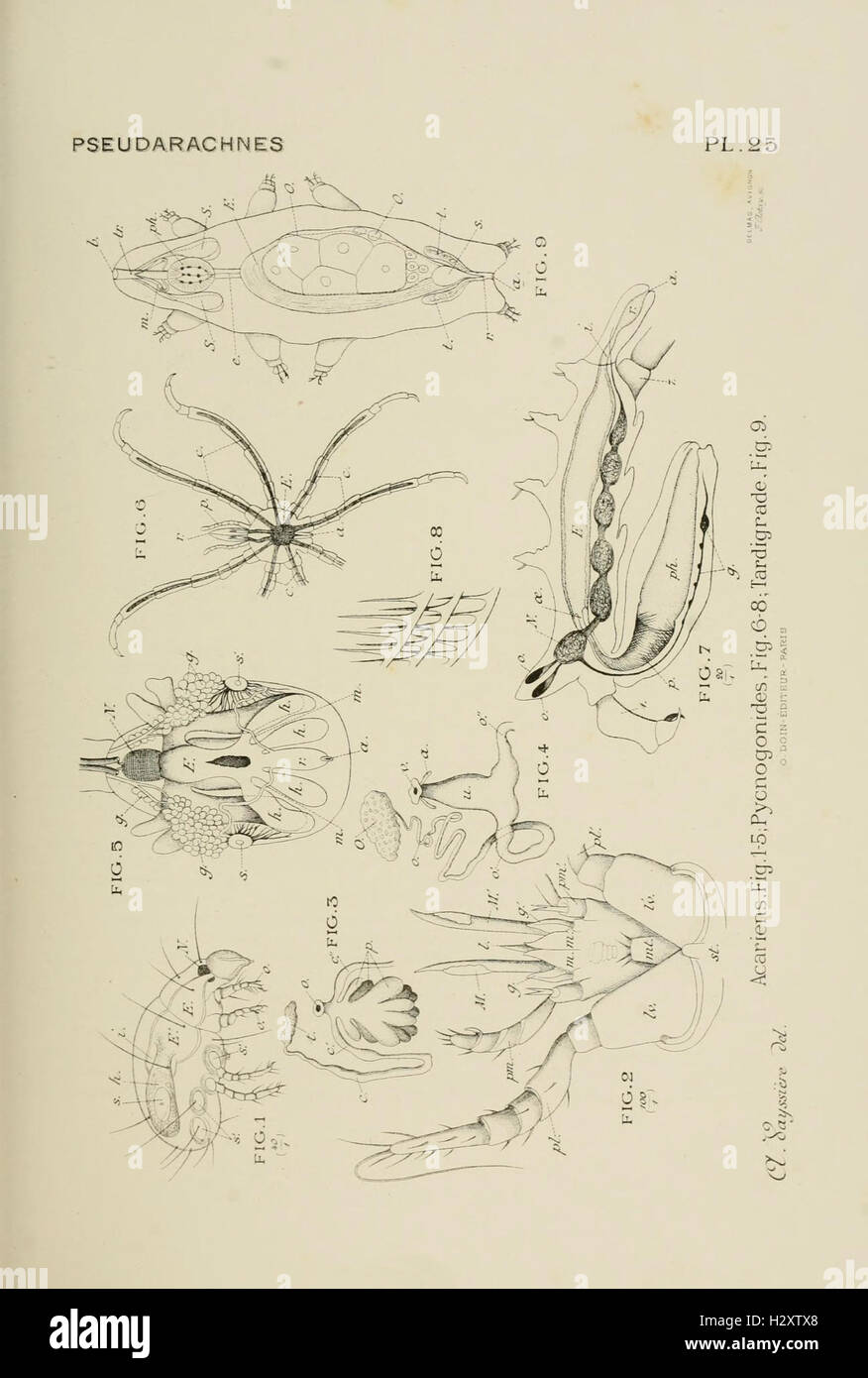 Dieser atlas bietet vergleichende anatomische Abbildungen von ...