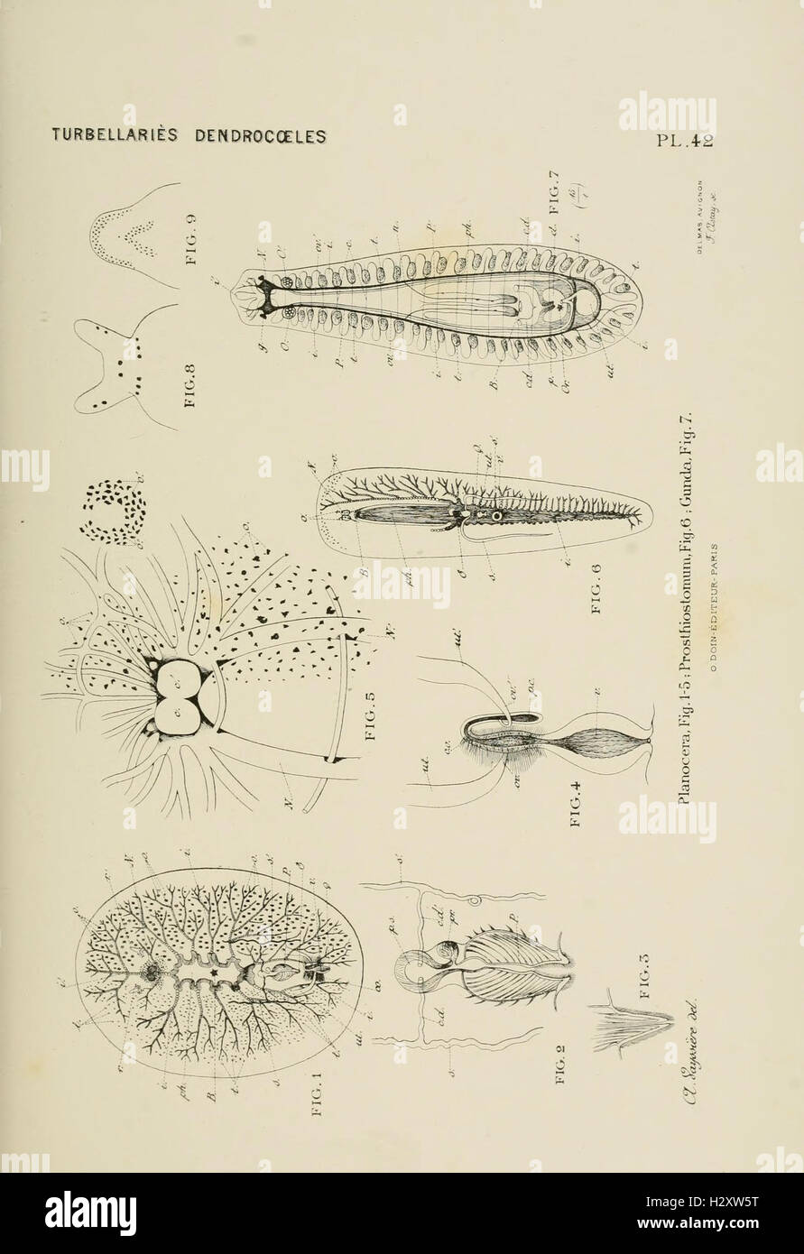 Dieser atlas bietet vergleichende anatomische Darstellungen von ...