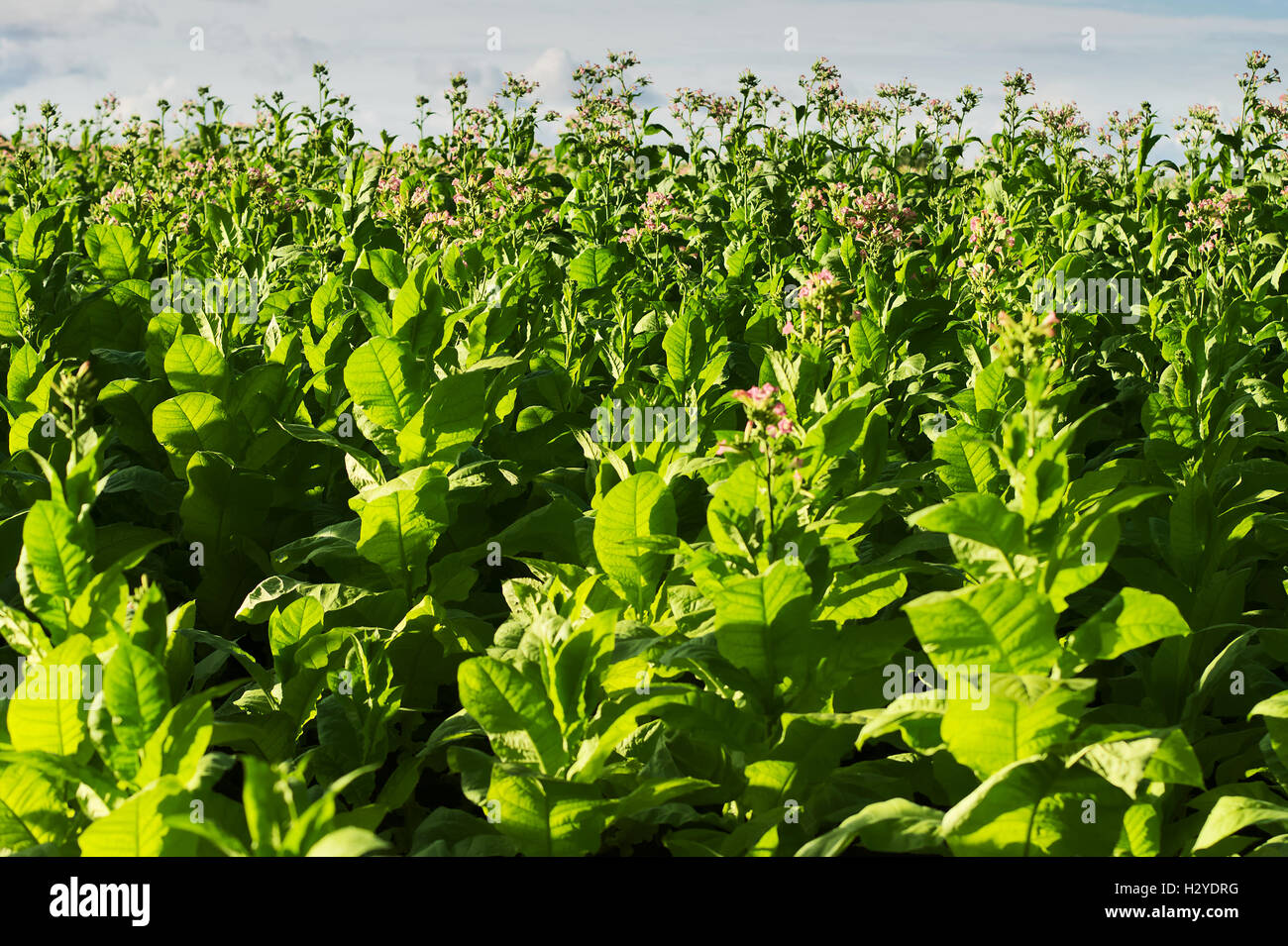 Virginia agriculture tobacco -Fotos und -Bildmaterial in hoher ...