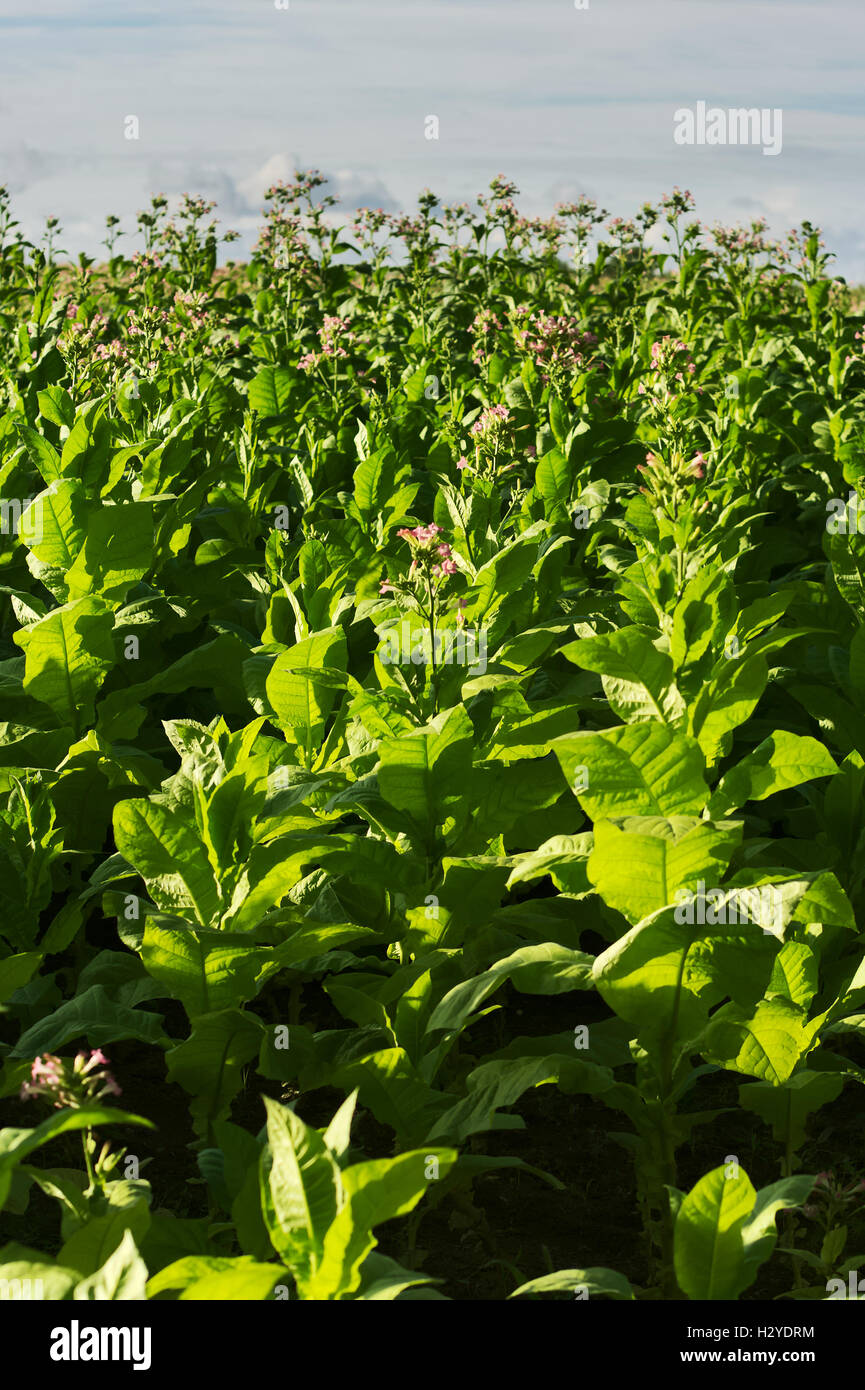 Virginia Tabak (Brightleaf Tabak) Pflanzen wachsen auf Plantage in ...