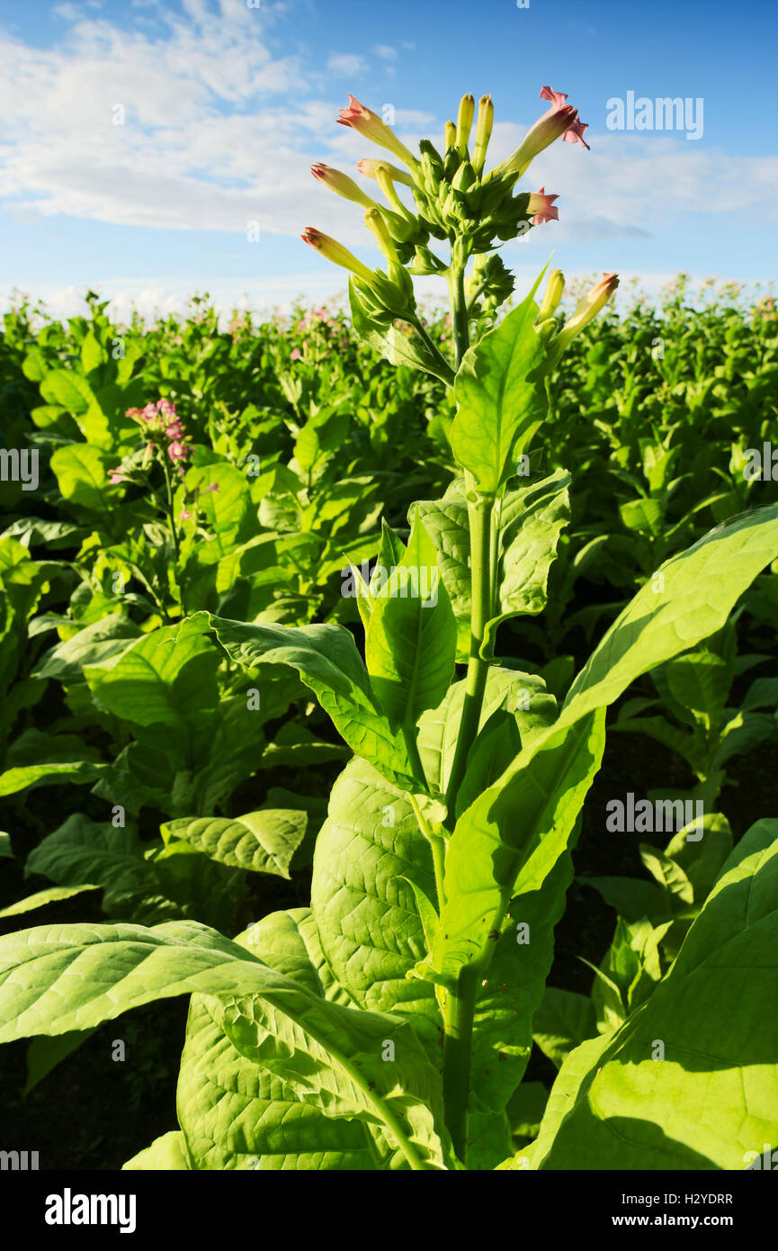 Virginia Tabak (Brightleaf Tabak) Pflanzen wachsen auf Plantage in ...