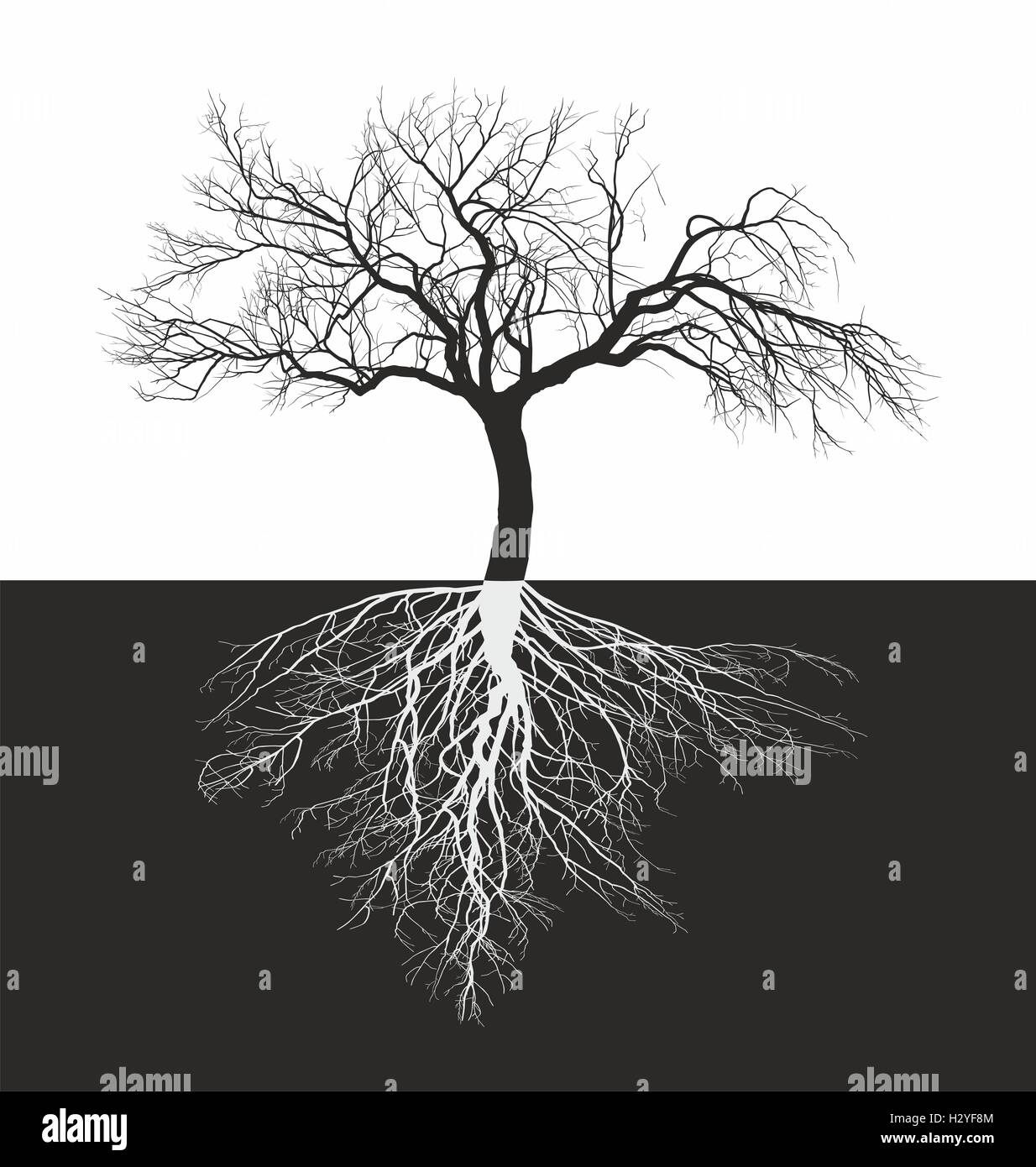 Apfelbaum ohne Blätter mit Wurzel Stockfotografie - Alamy