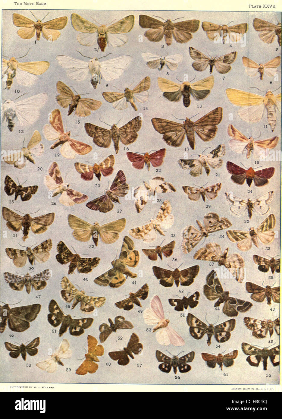 Platte XXVII des „The Moth Book“ zeigt detaillierte Abbildungen und ...