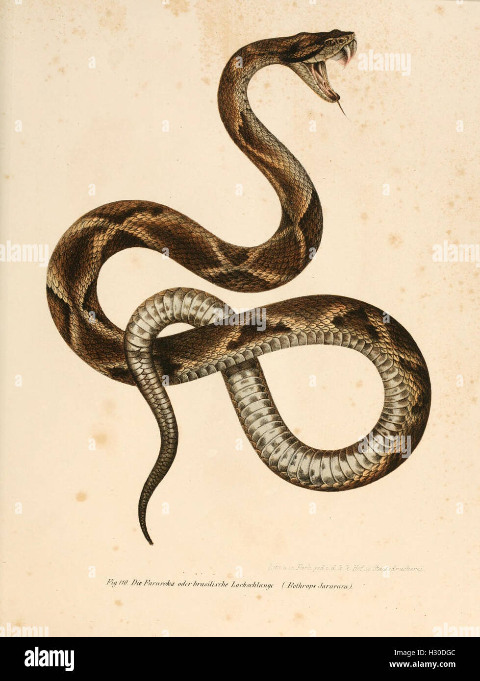 Diese Bildplatte aus dem „Bilder-Atlas zur wissenschaftlich-populären ...