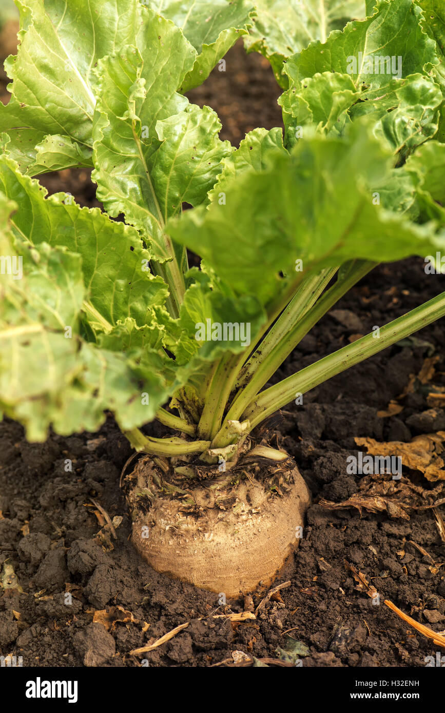 Zuckerrüben-Wurzel-Ernte in den Boden, selektiven Fokus Stockfotografie ...