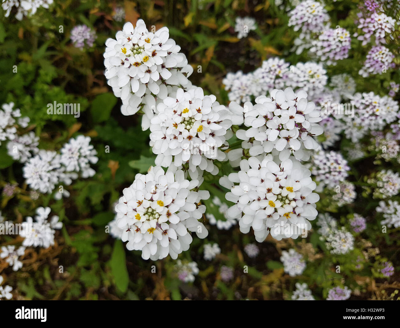 Bittere Schleifenblume; Iberis; Amara; Heilpflanze Stockfotografie - Alamy