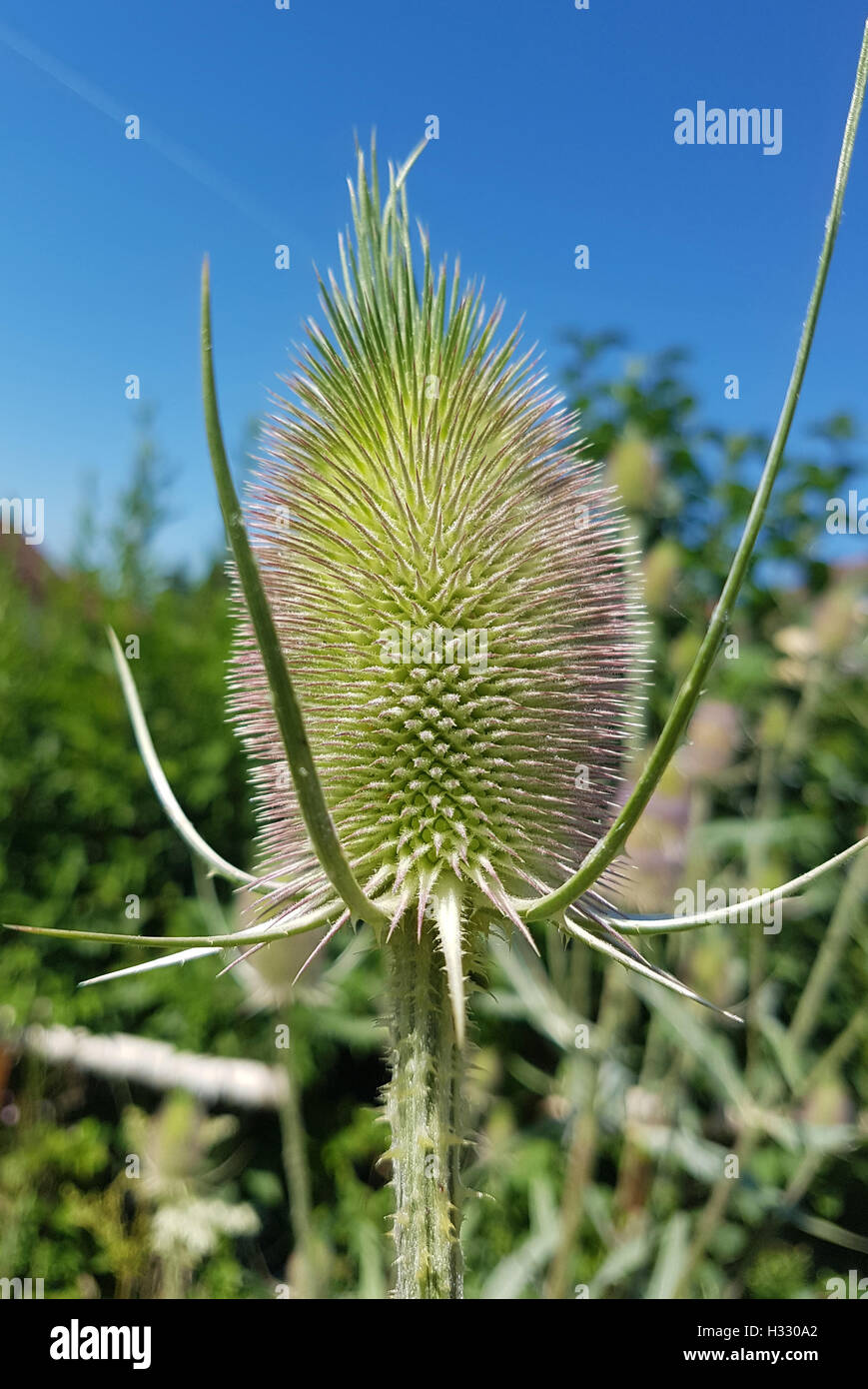 Weber karde -Fotos und -Bildmaterial in hoher Auflösung – Alamy