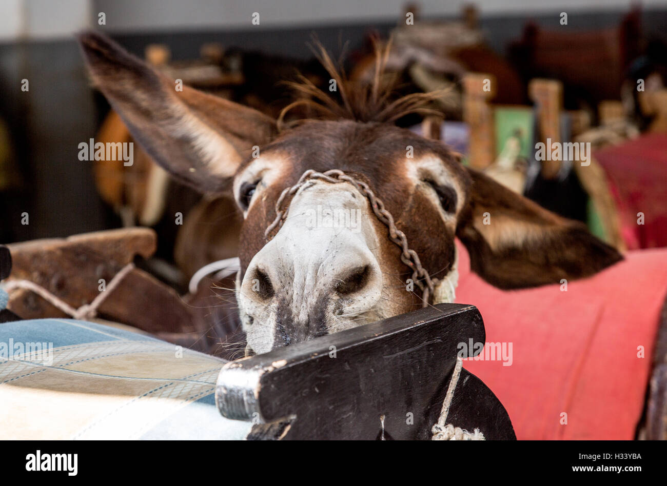 Esel ruhen seine Kopf Lindos Rhodes Greece Stockfotografie - Alamy