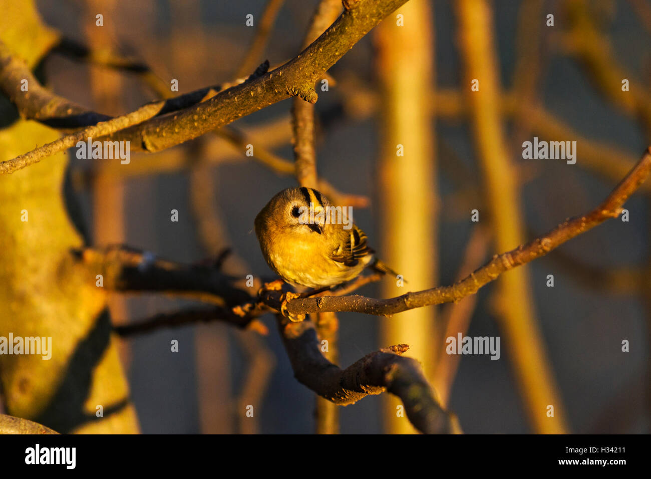 Der kleinste vogel -Fotos und -Bildmaterial in hoher Auflösung – Alamy