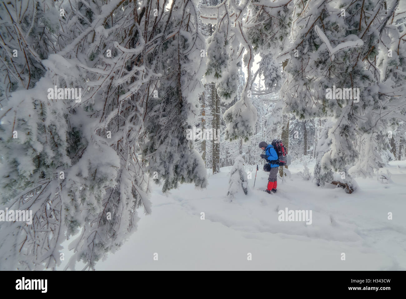 Nadelwald winter -Fotos und -Bildmaterial in hoher Auflösung – Alamy