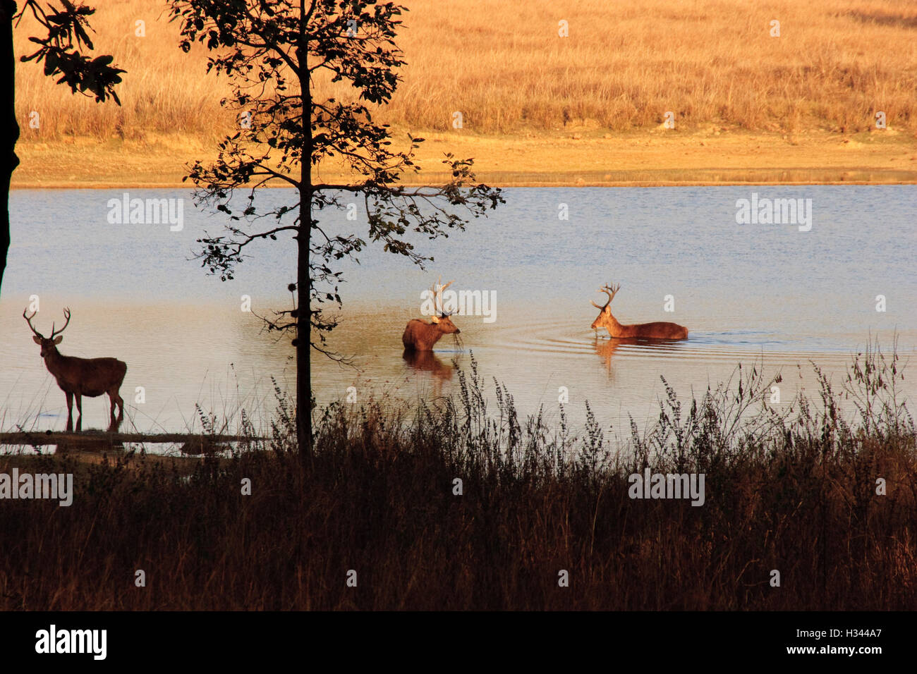 Indischer sambarhirsch -Fotos und -Bildmaterial in hoher Auflösung – Alamy