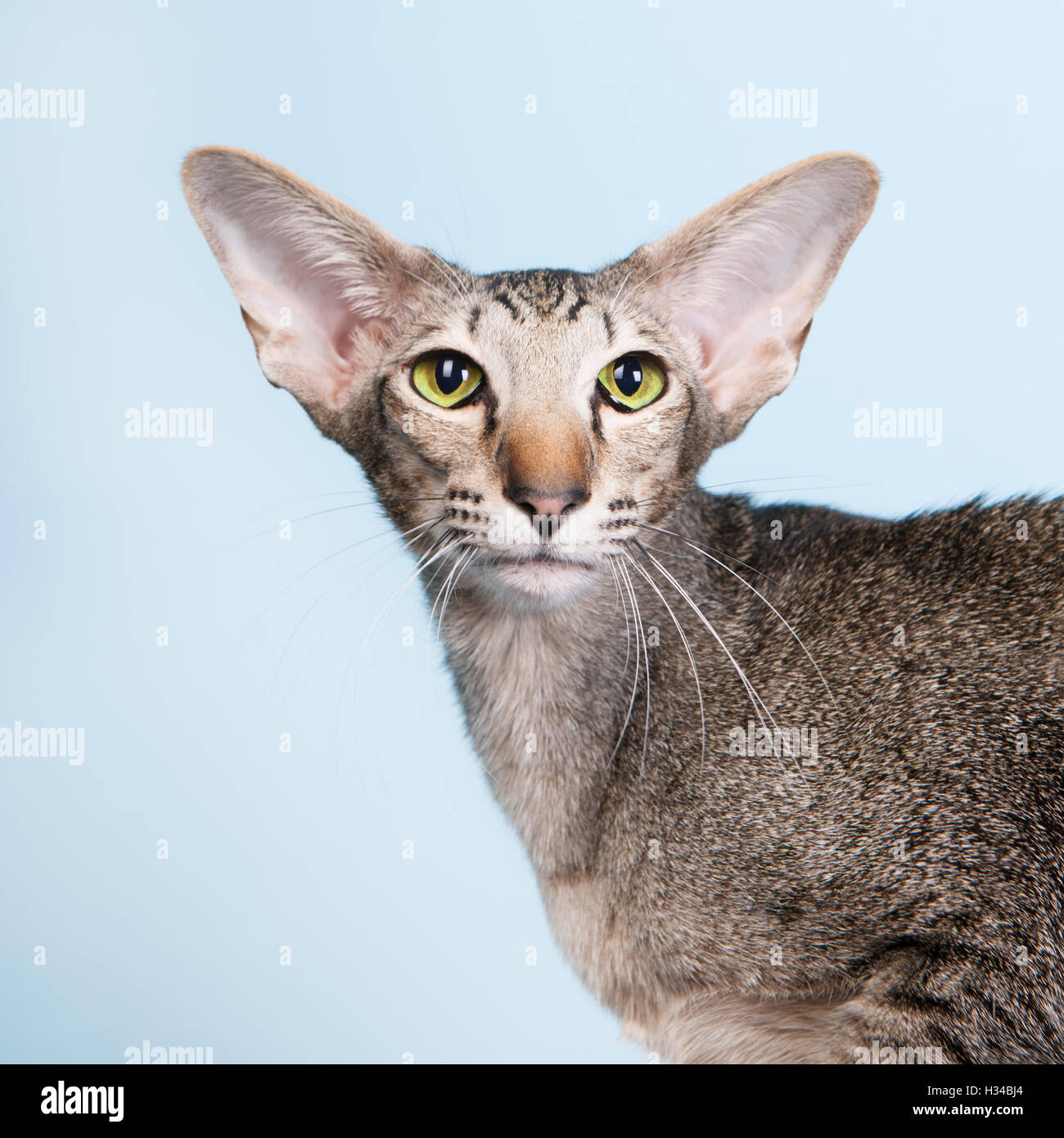 Studioportrait von Seal Tabby Siamkatze Stockfotografie - Alamy