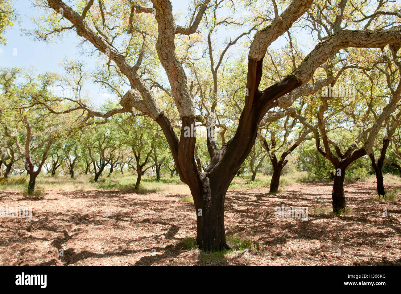 Cork oak tree -Fotos und -Bildmaterial in hoher Auflösung – Alamy