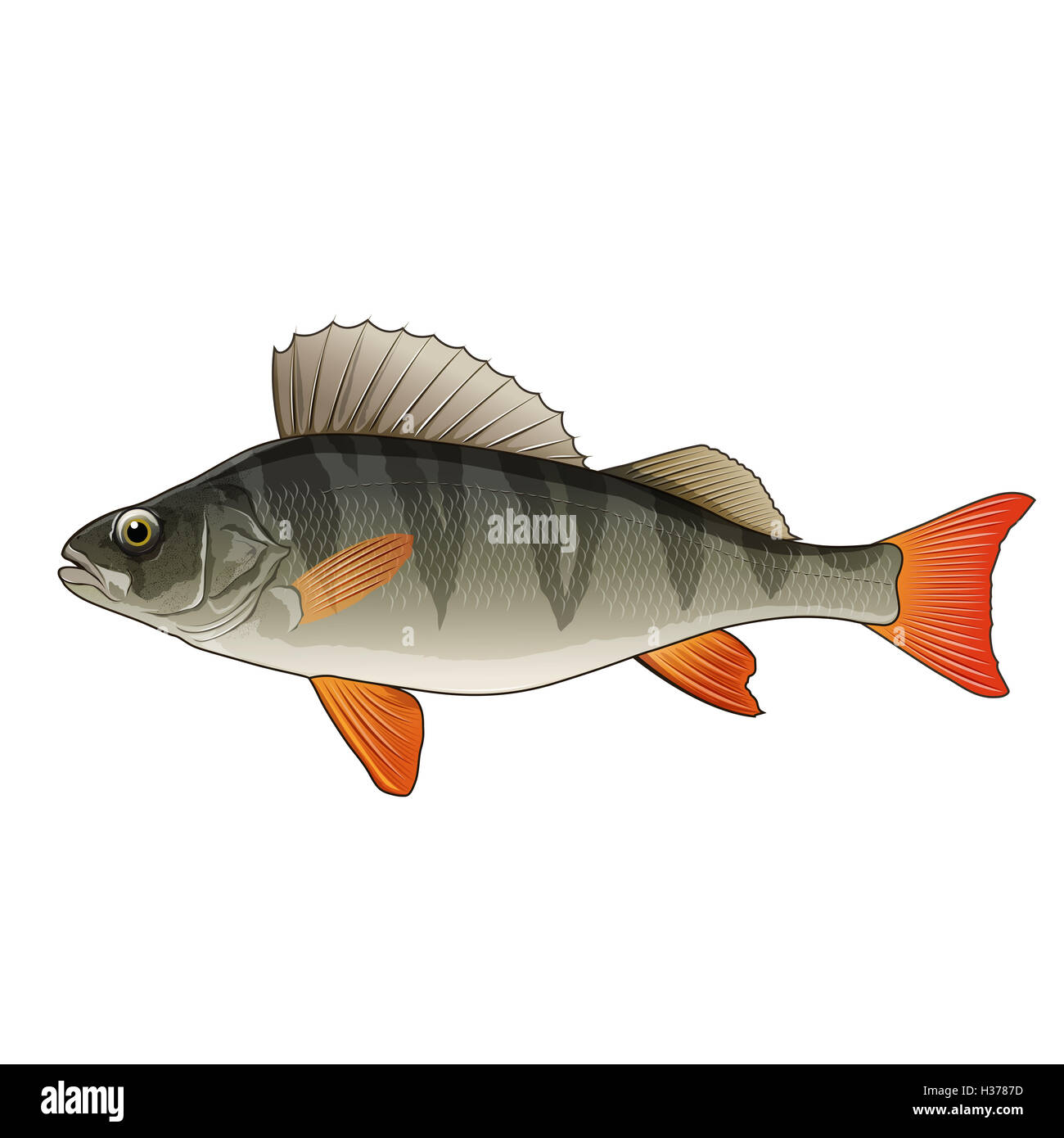 Fisch zeichnung barsch -Fotos und -Bildmaterial in hoher Auflösung – Alamy