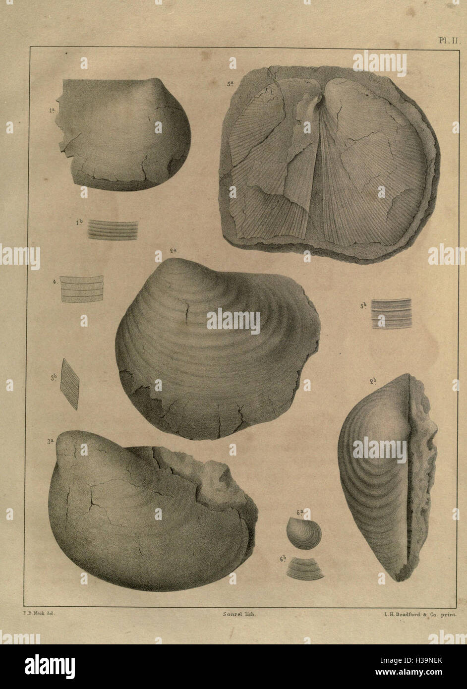 Beschreibungen neuer Arten von Fossilien BHL217 Stockfotografie - Alamy