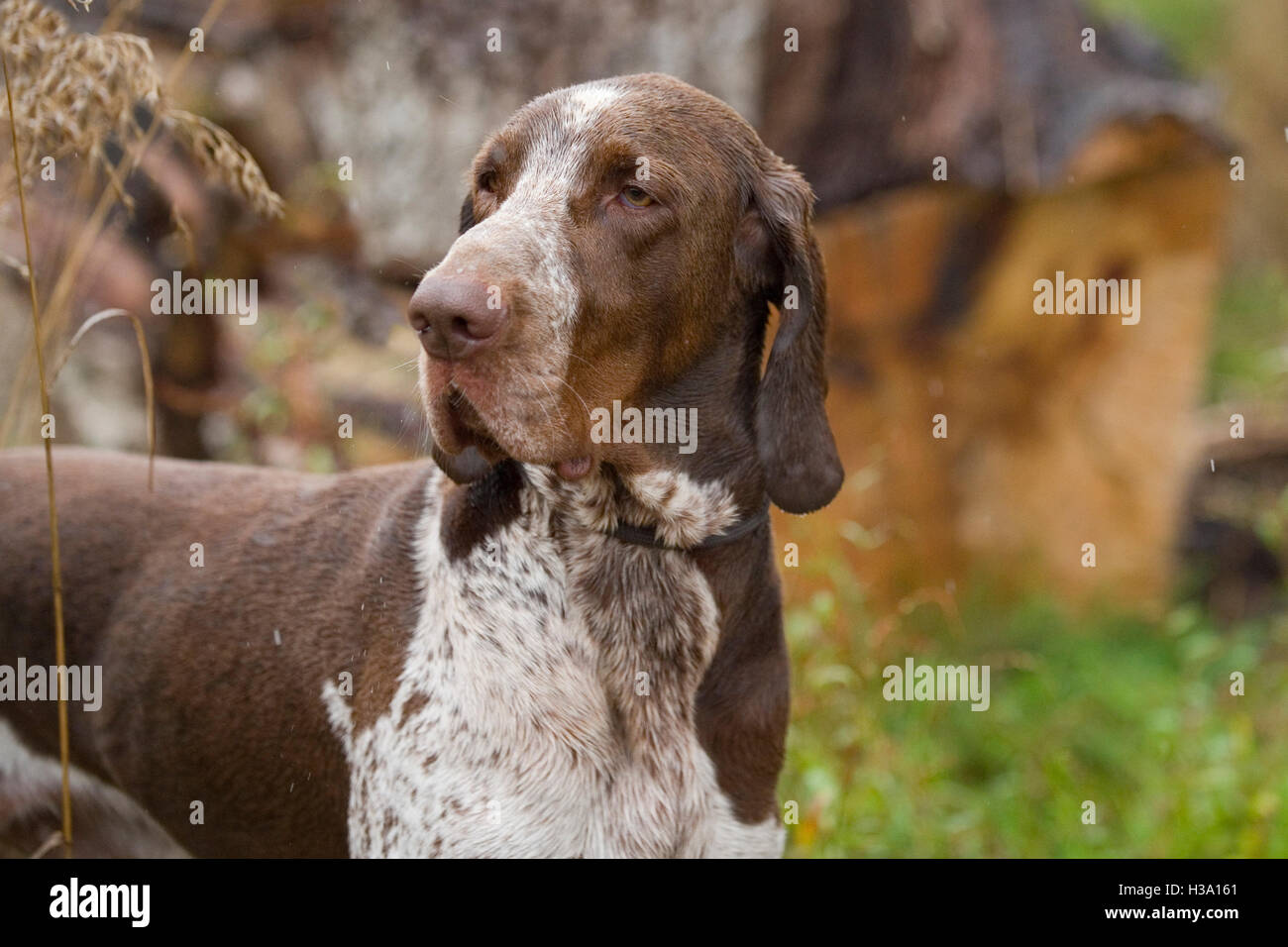 Italienischer jagdhund -Fotos und -Bildmaterial in hoher Auflösung – Alamy
