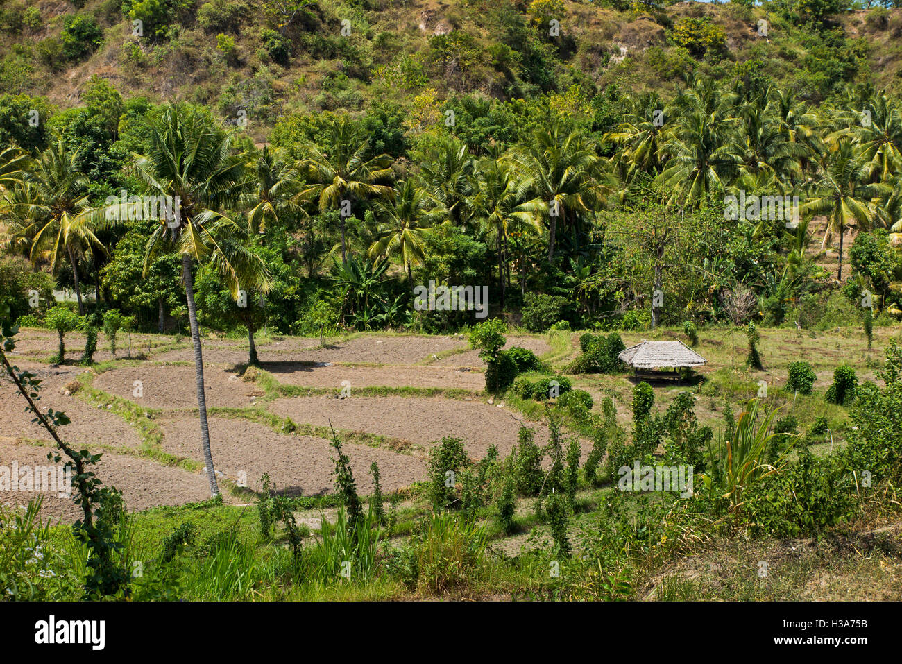 Indonesien, Lombok, Pemenang, Ackerland nördlich Pusuk Passes an den ...