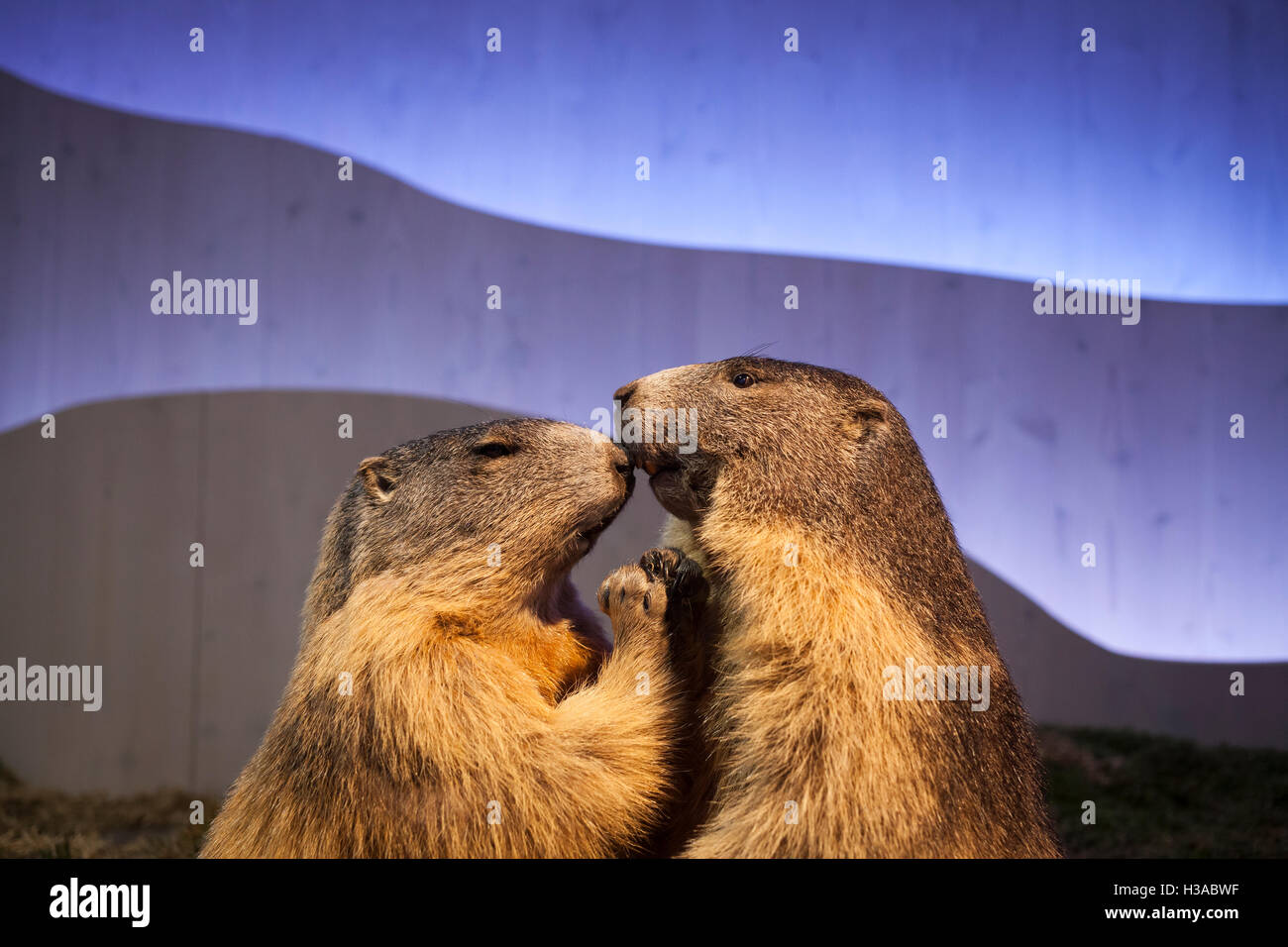 Marmota marmota deutsche alpen -Fotos und -Bildmaterial in hoher Auflösung – Alamy