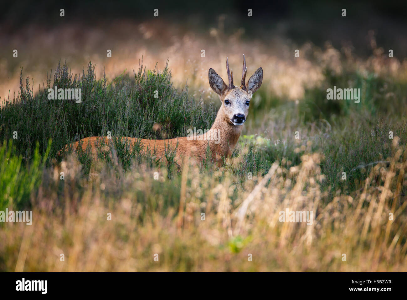 Roe deer buck -Fotos und -Bildmaterial in hoher Auflösung – Alamy