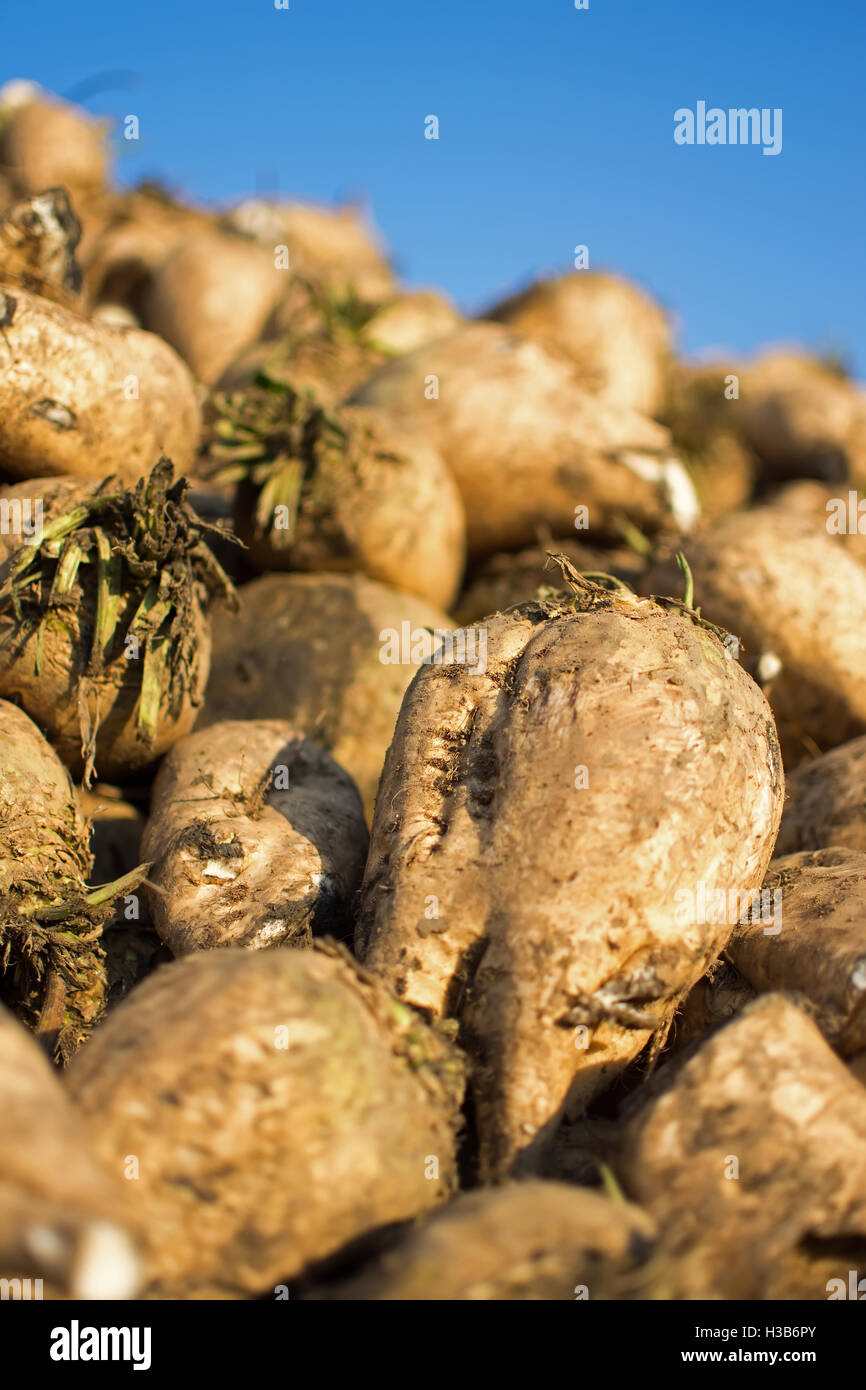 Zuckerrüben hautnah. Haufen von organischen Zuckerrüben auf dem Feld ...