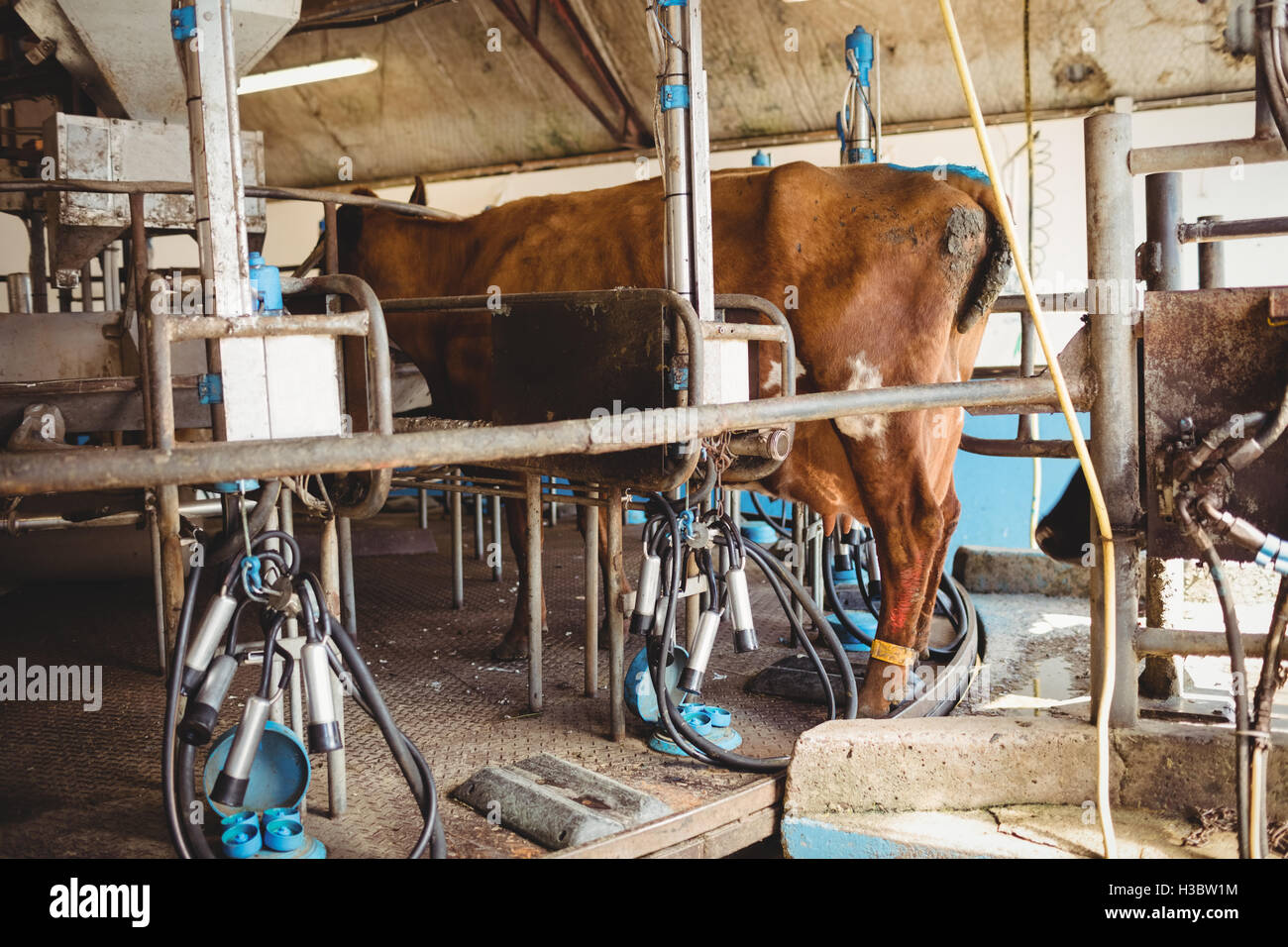 Melkerin beim melken -Fotos und -Bildmaterial in hoher Auflösung – Alamy