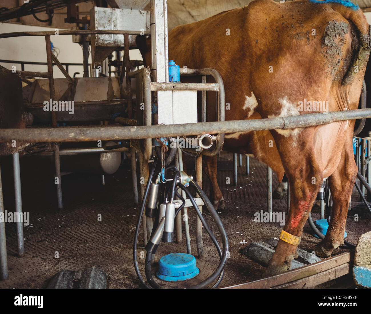 Melkerin beim melken -Fotos und -Bildmaterial in hoher Auflösung – Alamy