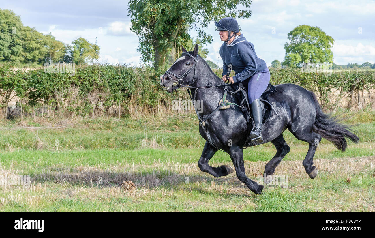 Schwarzes pferd im galopp -Fotos und -Bildmaterial in hoher Auflösung ...