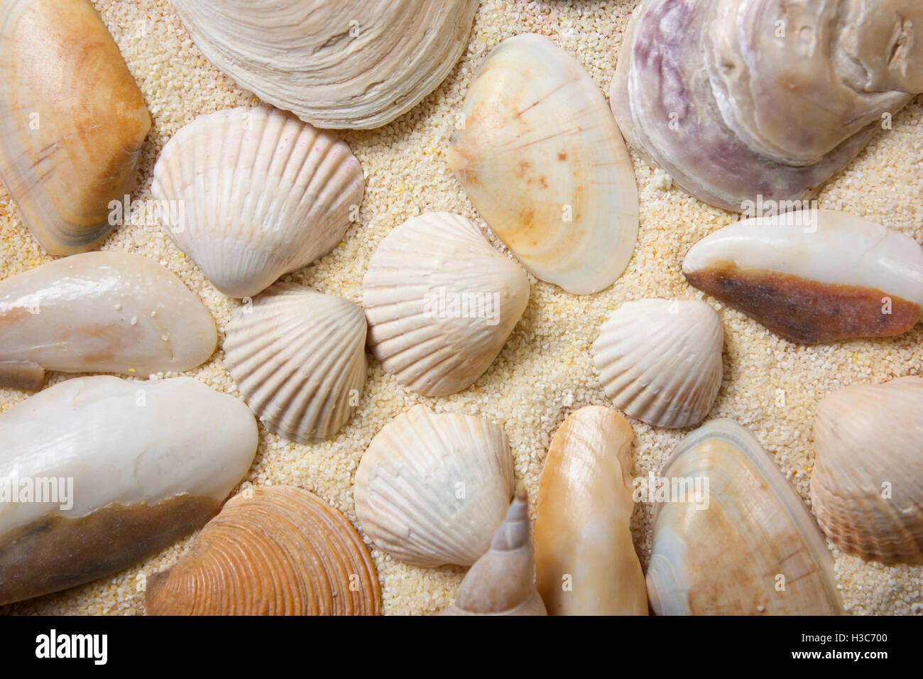 Muscheln und sand hintergrund -Fotos und -Bildmaterial in hoher ...
