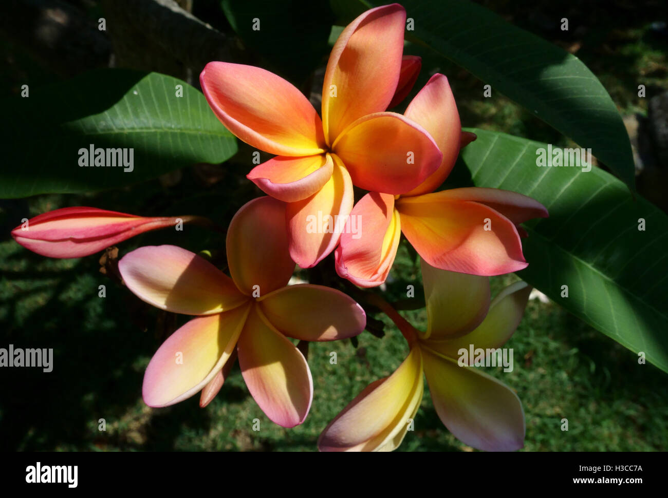 Chinese jasmine -Fotos und -Bildmaterial in hoher Auflösung – Alamy
