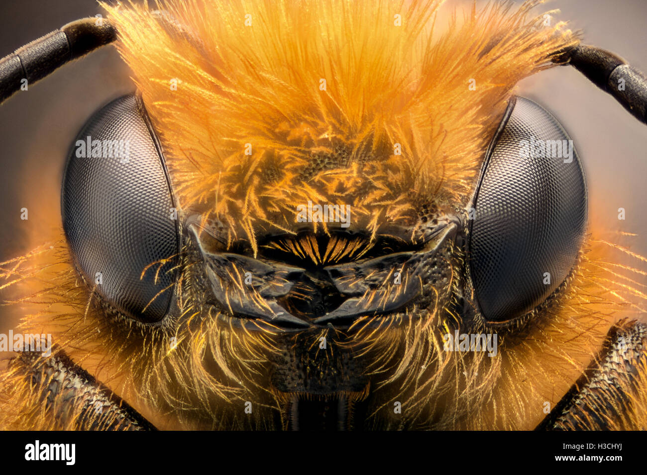 Honey bee extreme magnification -Fotos und -Bildmaterial in hoher ...