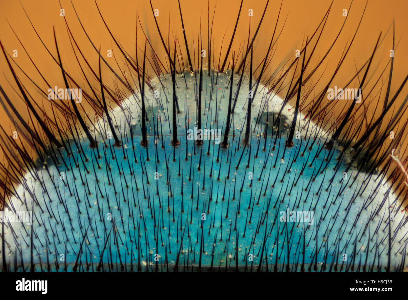 Microscope shot fly head Stockfotos und -bilder Kaufen - Alamy