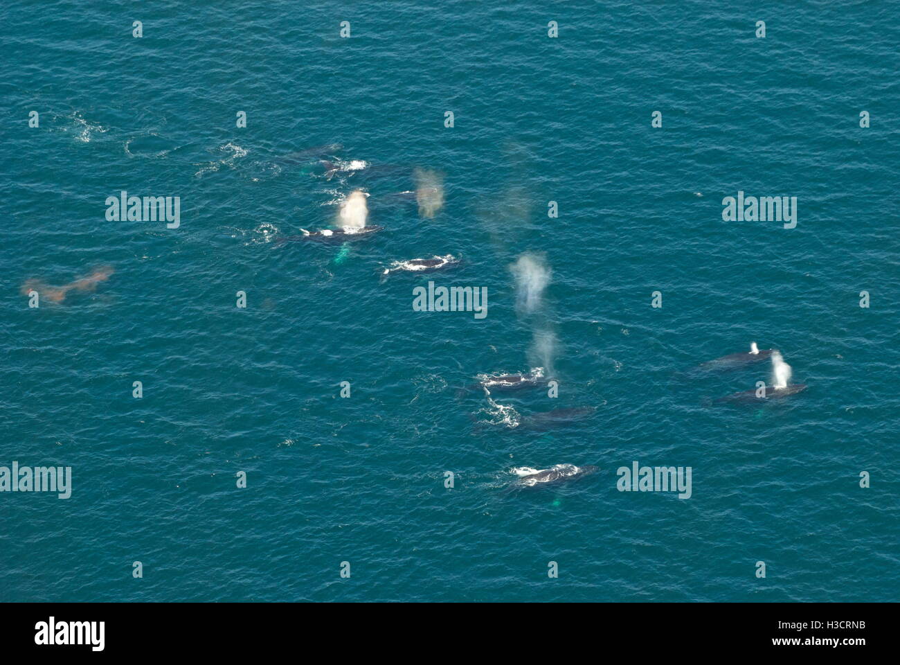 Der buckelwale -Fotos und -Bildmaterial in hoher Auflösung – Alamy