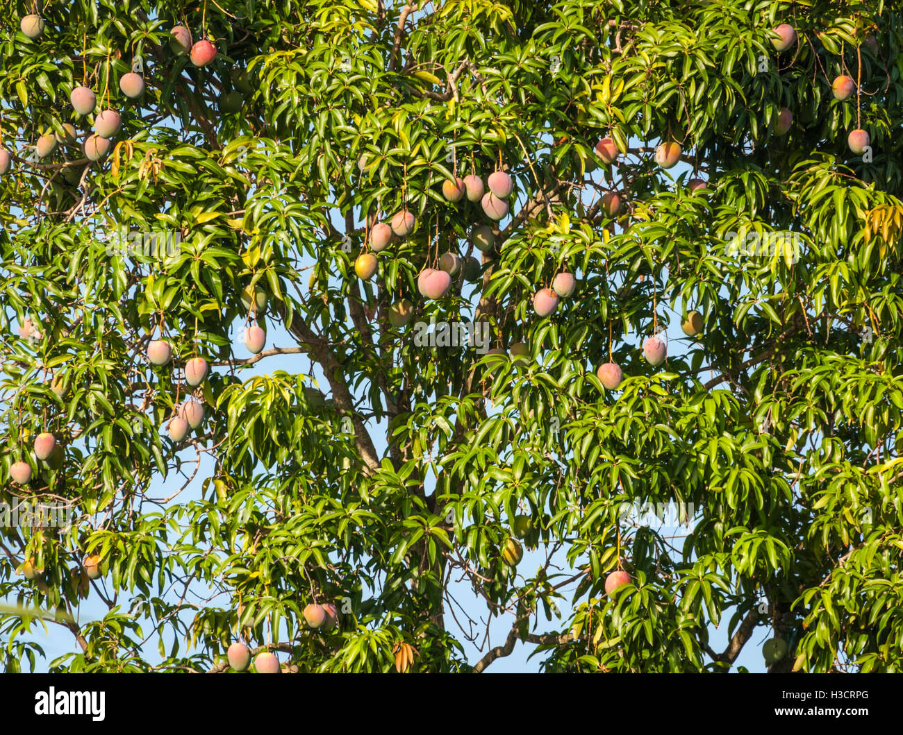 Voller mangobaum -Fotos und -Bildmaterial in hoher Auflösung – Alamy