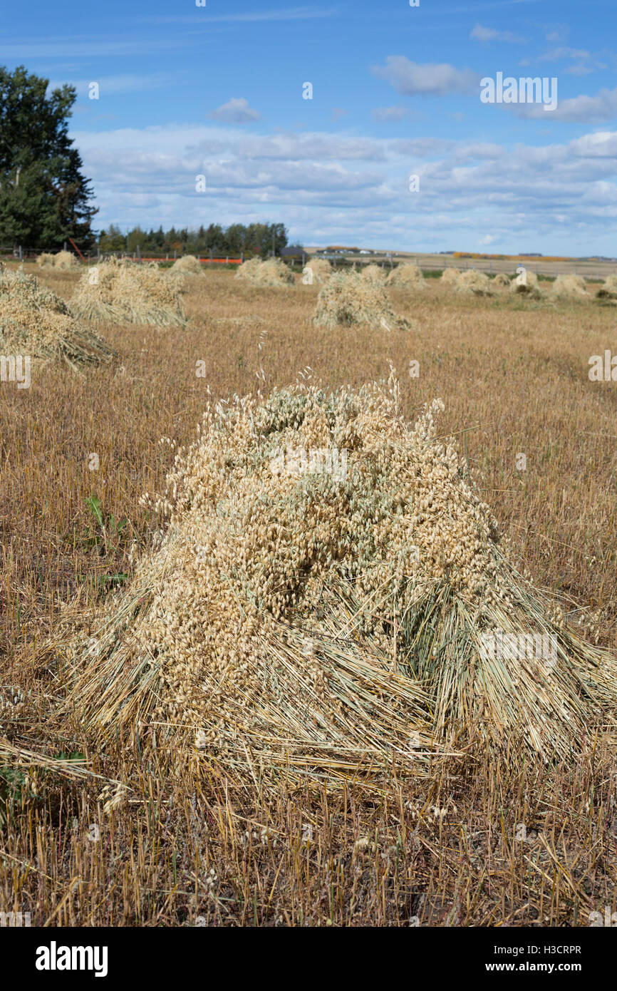 Kanada getreide ernte -Fotos und -Bildmaterial in hoher Auflösung – Alamy