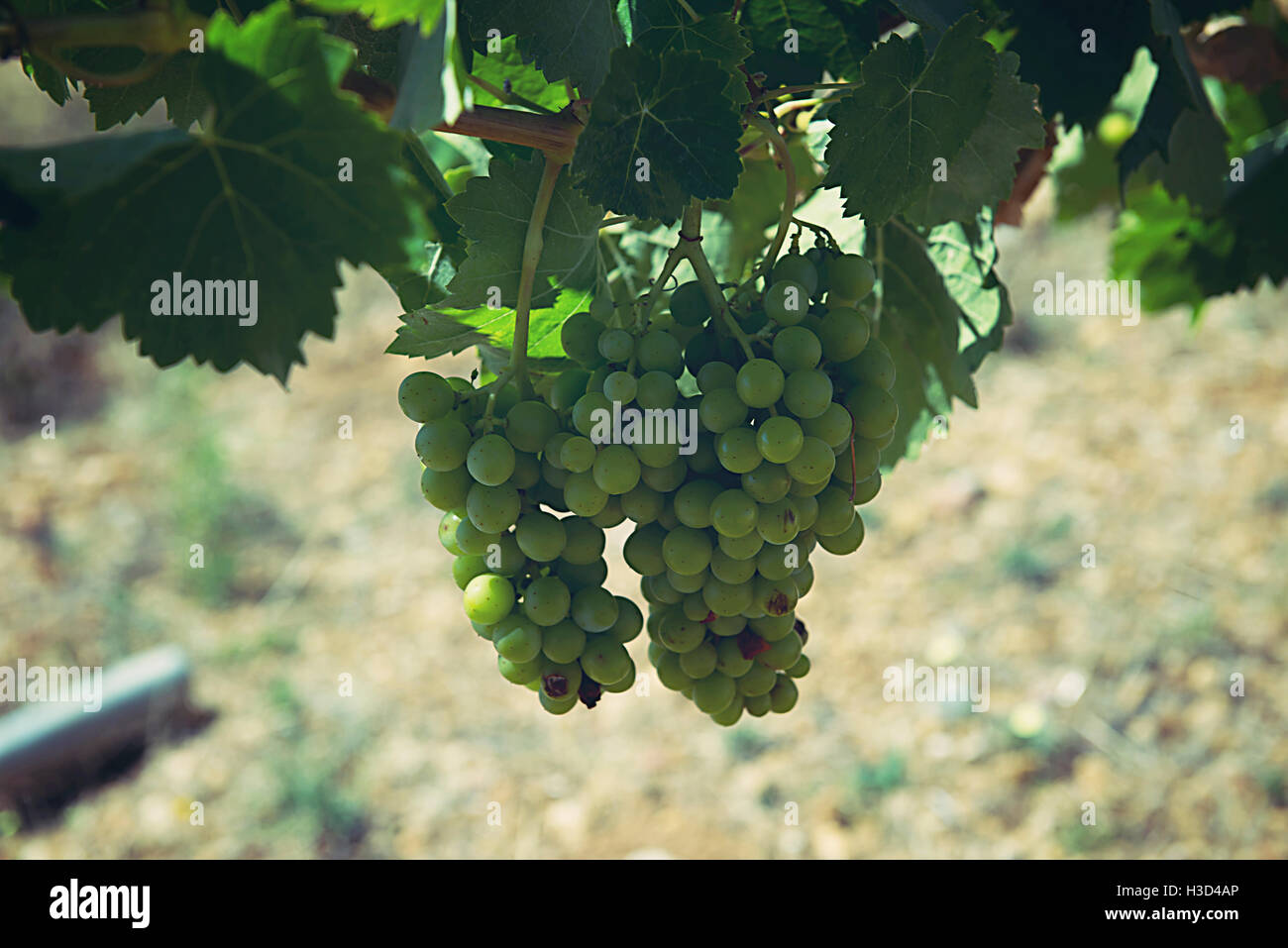 Trauben am baum -Fotos und -Bildmaterial in hoher Auflösung – Alamy