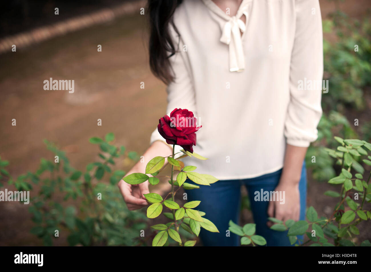 Junge rosenpflanzen -Fotos und -Bildmaterial in hoher Auflösung – Alamy