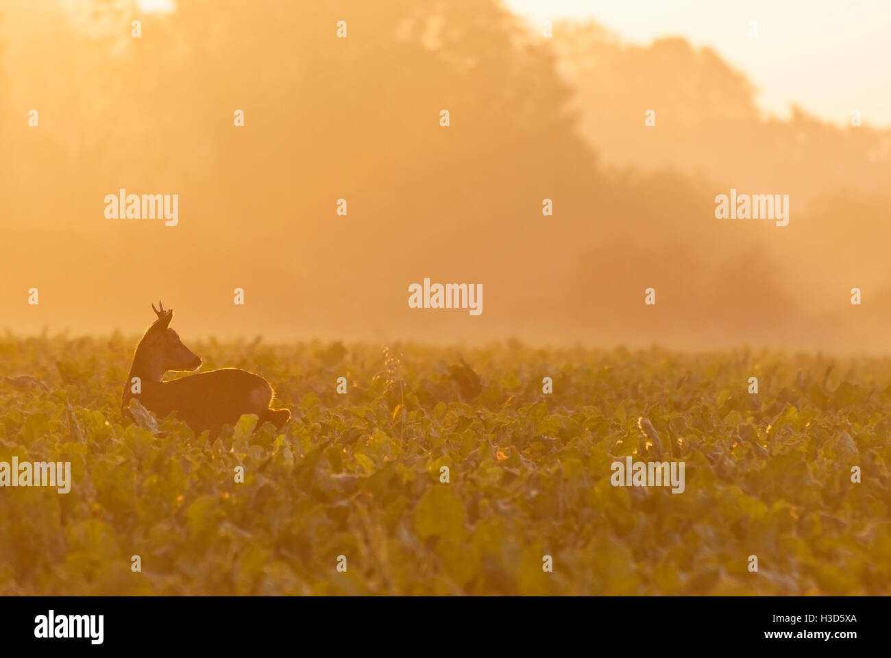 Rehwild fotos -Fotos und -Bildmaterial in hoher Auflösung – Alamy