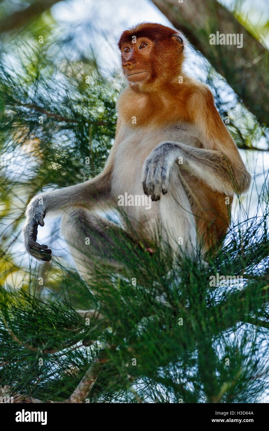 Affen ohr -Fotos und -Bildmaterial in hoher Auflösung – Alamy