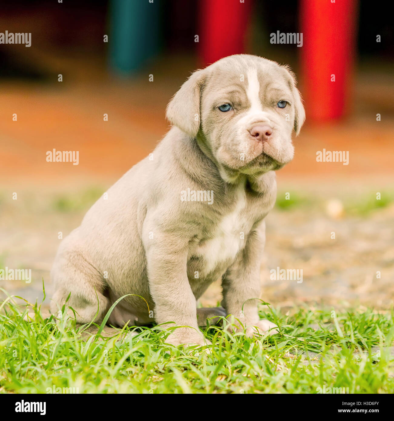 Porträt der Mastino Napoletano weibliche Welpen sitzen Stockfotografie ...