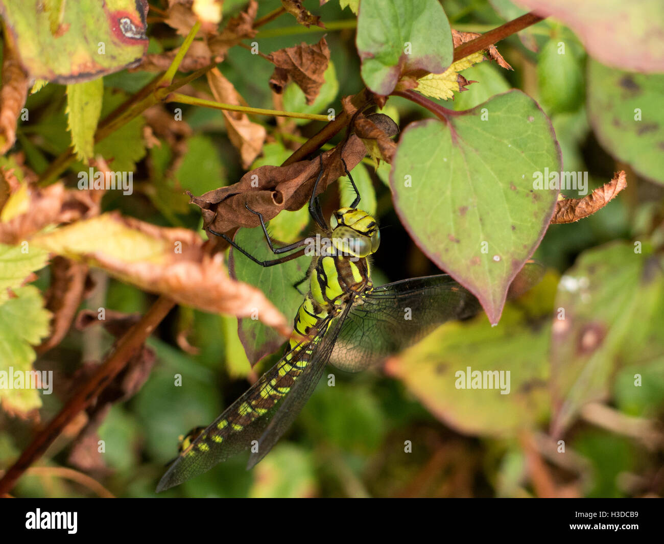 Libellen augen -Fotos und -Bildmaterial in hoher Auflösung – Alamy